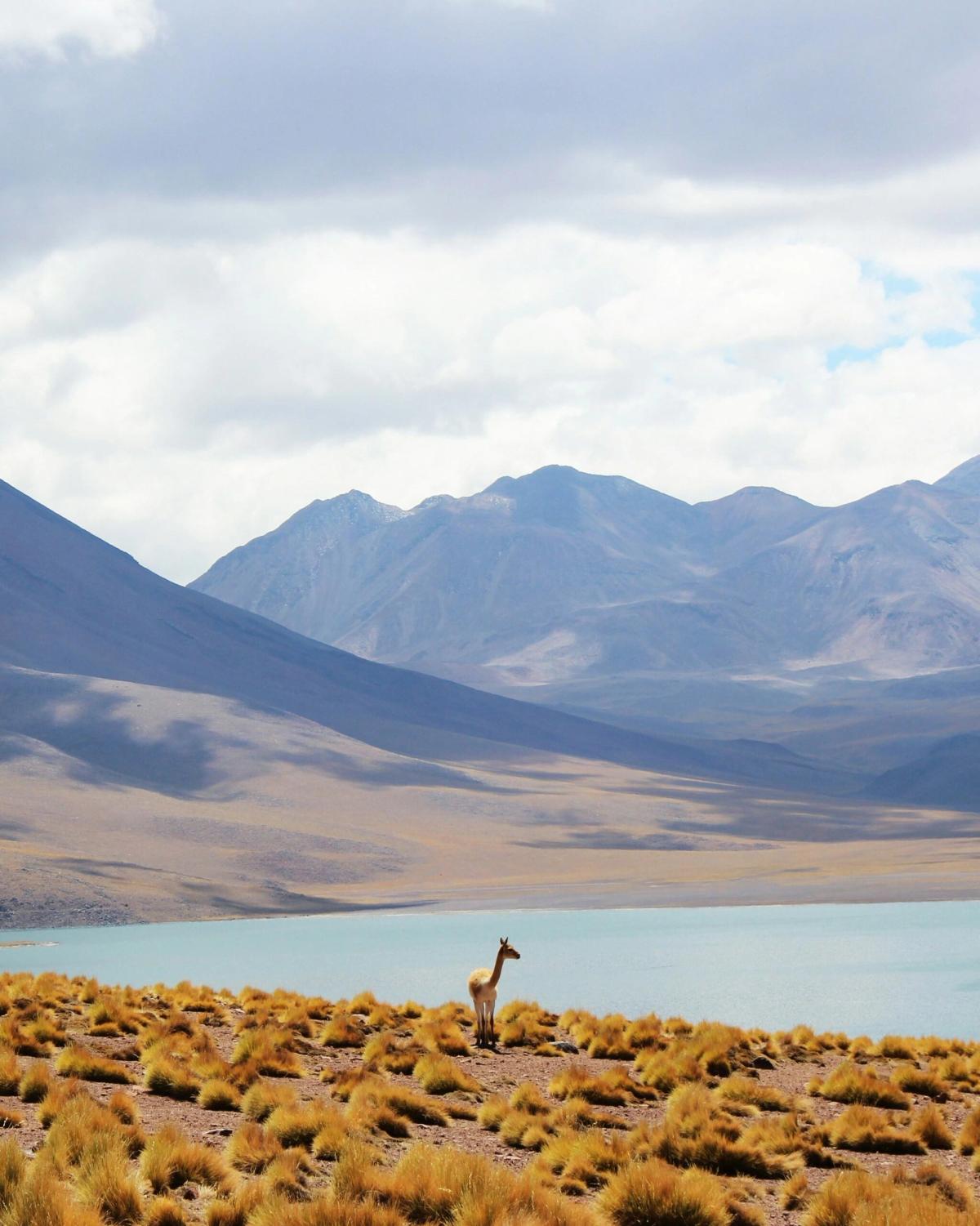 Best Chile Holidays, Tours, Trips & Luxury Travel 2025/2026 ...