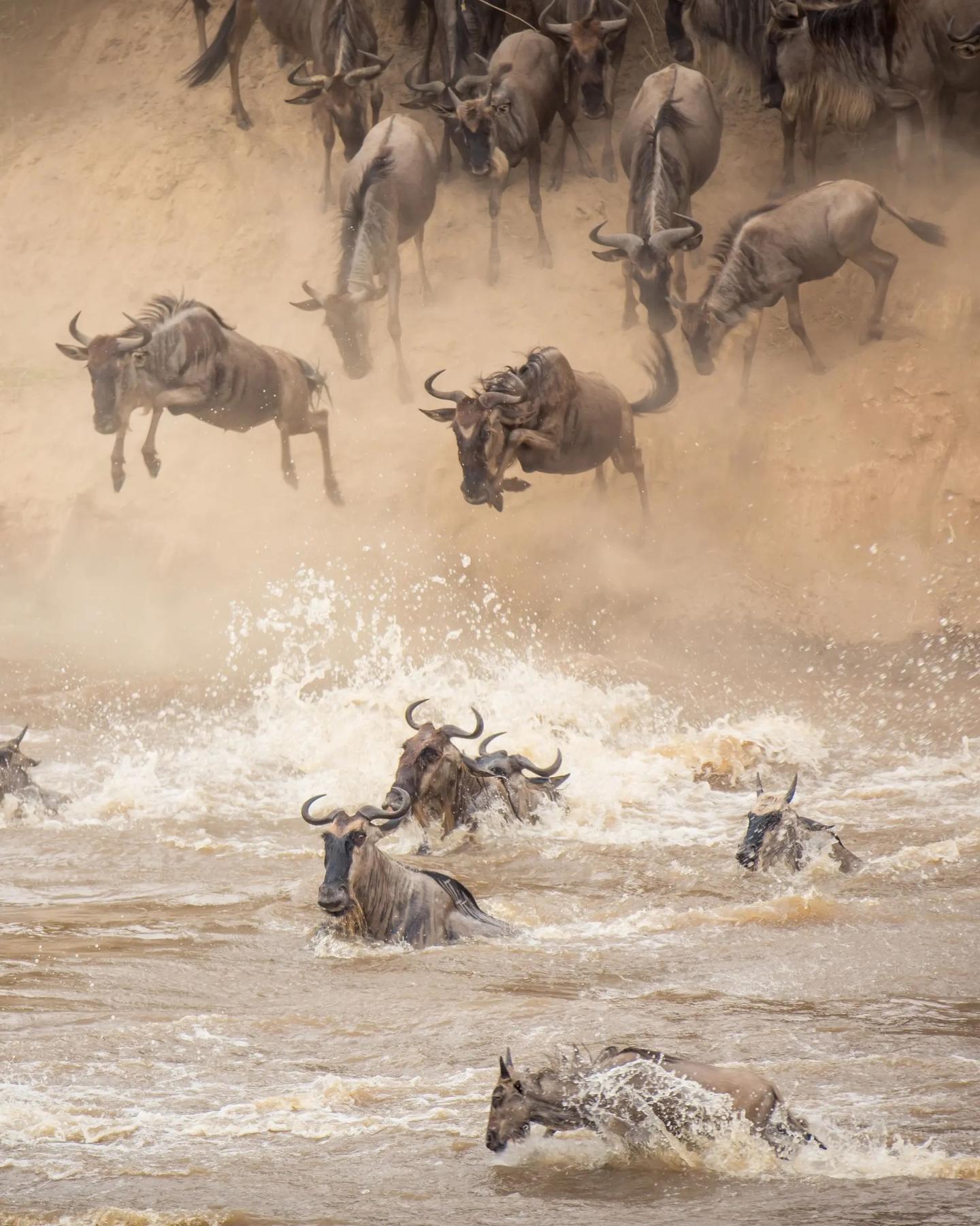 WHERE TO SEE WILD DOGS
