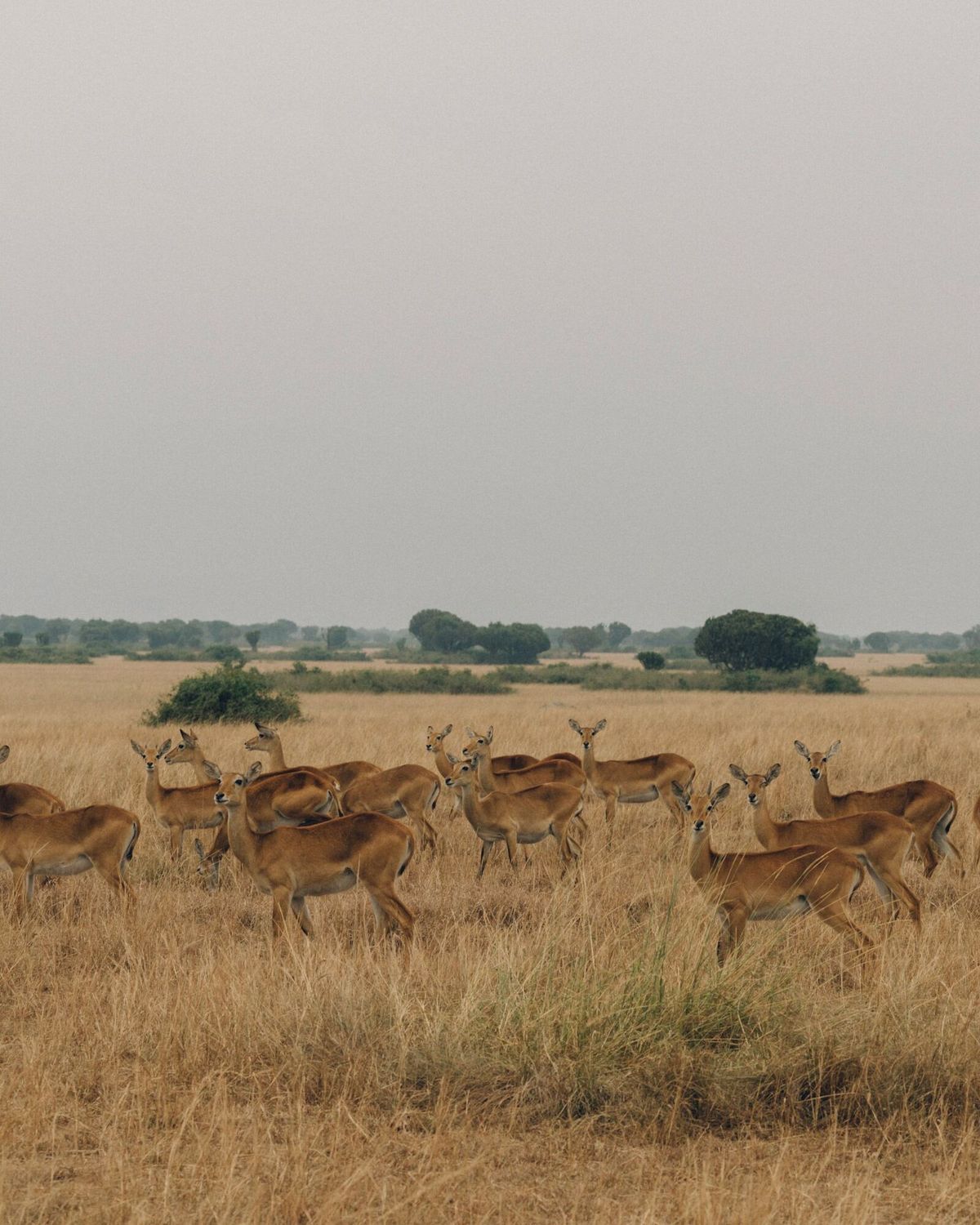 Best Uganda Safari Holidays, Tours, Trips & Luxury Travel 2025/2026 ...